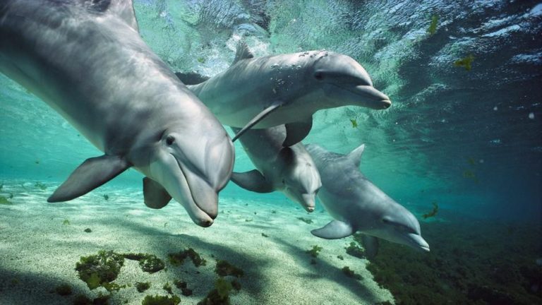 Whale And Dolphin Watching Boat Trips In Tenerife Resident Species You Can Always See
